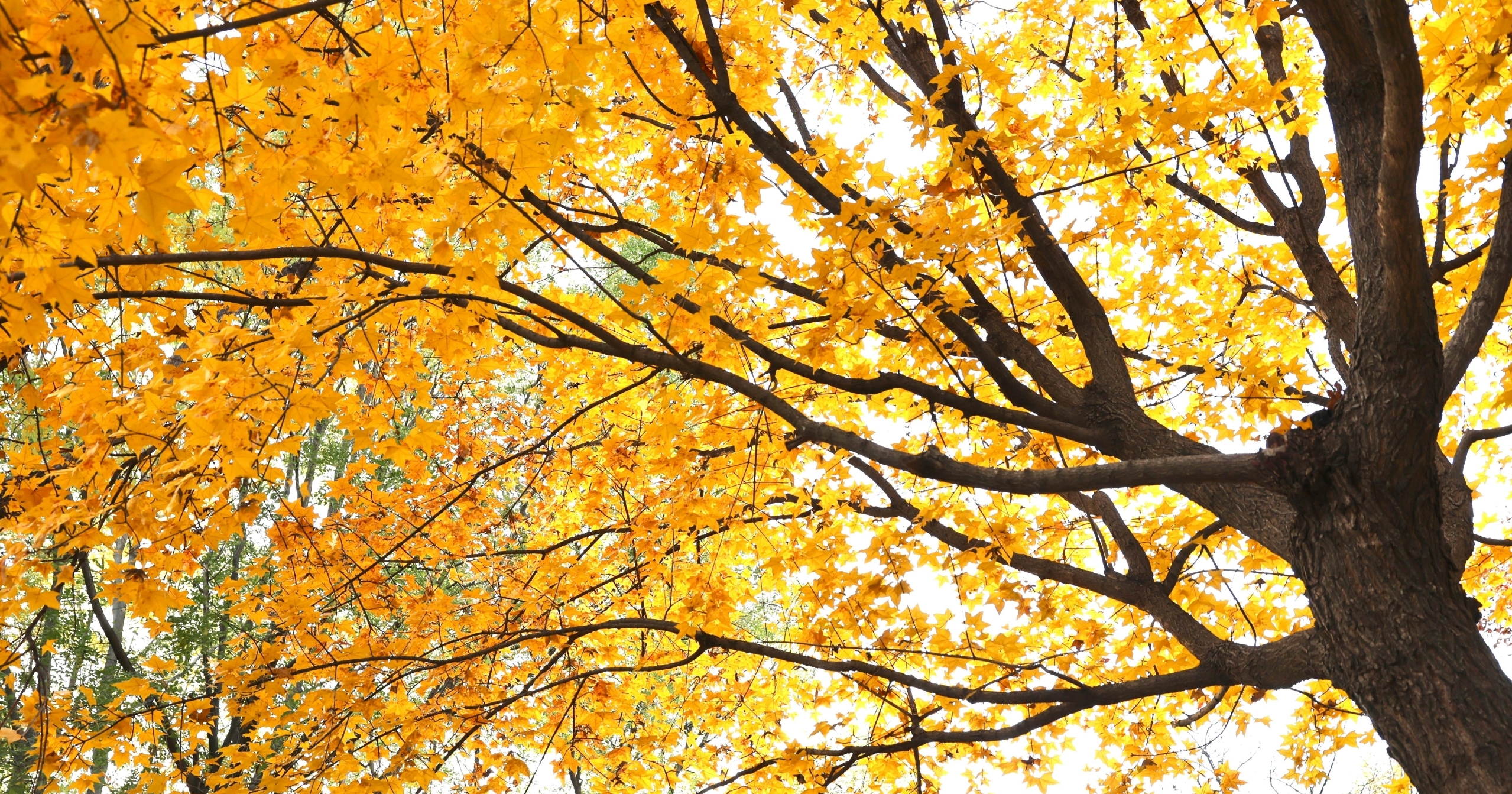 News Page for MapleTech Press Releases